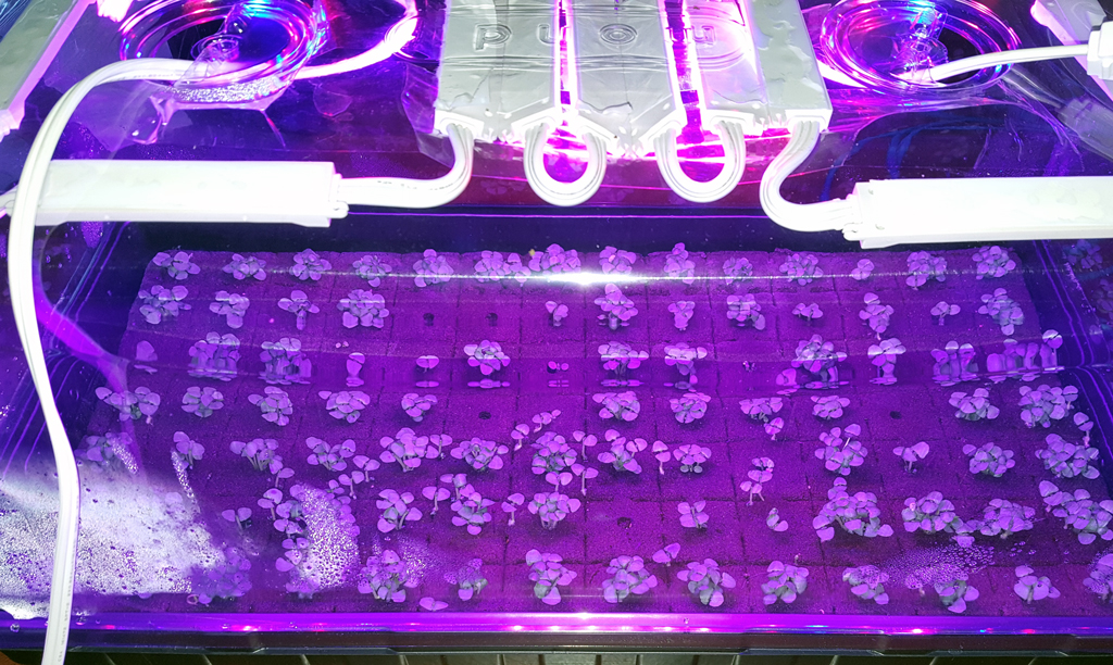 Welcome to LEDBLOOM.COM – Led Bloom